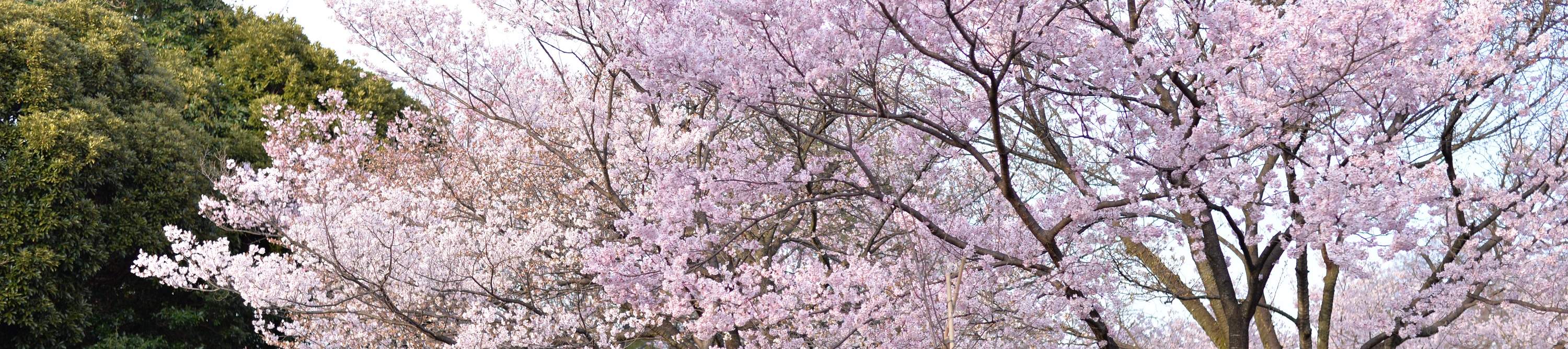 Shinjuku Gyoen National Garden – 2 Hours Walking Tour - Klook Malaysia