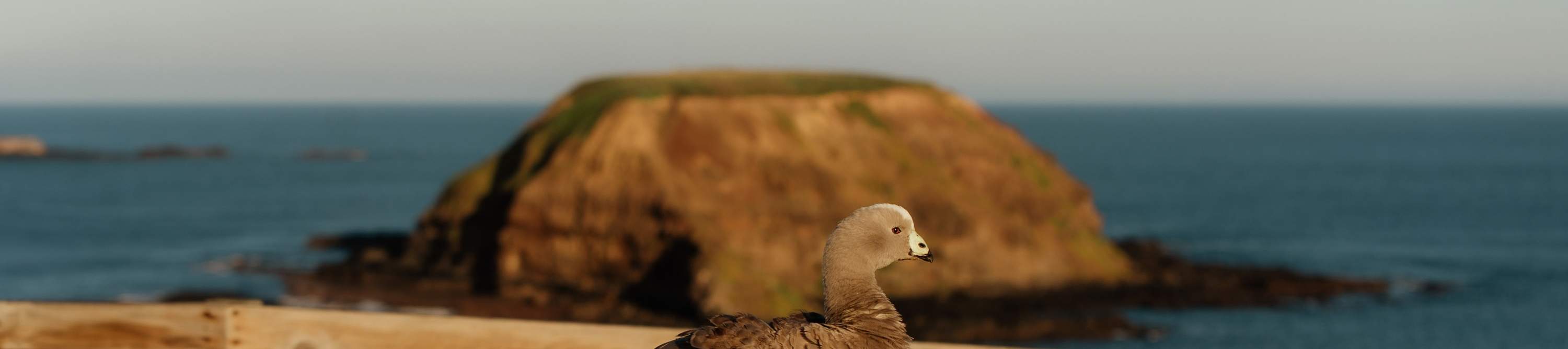 企鵝遊行、Maru 考拉動物園和布萊頓浴場 - Klook 客路