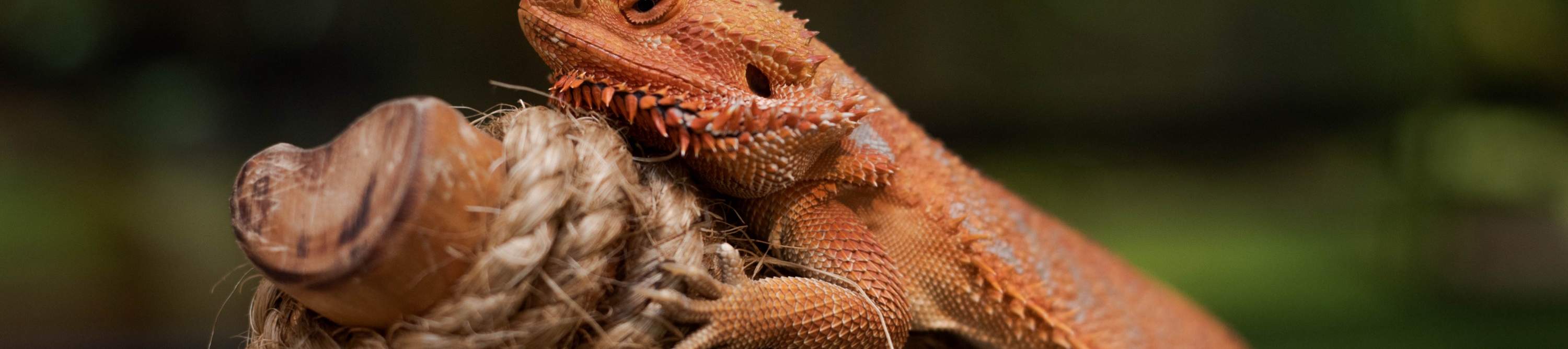 Just Farm @ Just Pets Megastore Ticket - Klook