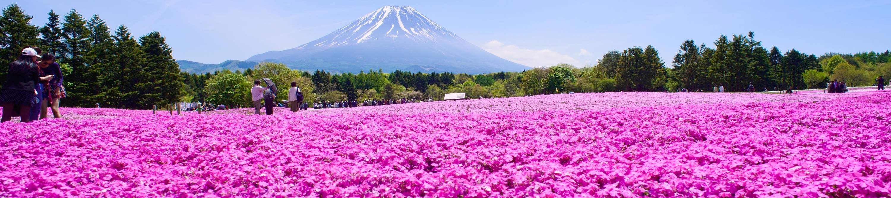 Fuji Shibasakura Festival + Direct Access Bus Ticket - Klook