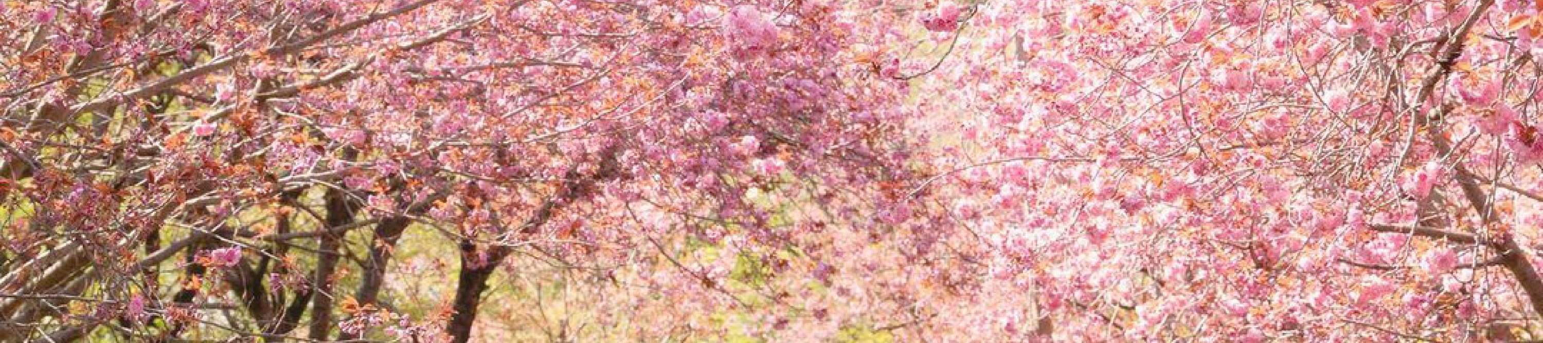 Tur Berburu Bunga Sakura dari Seoul - Klook Indonesia