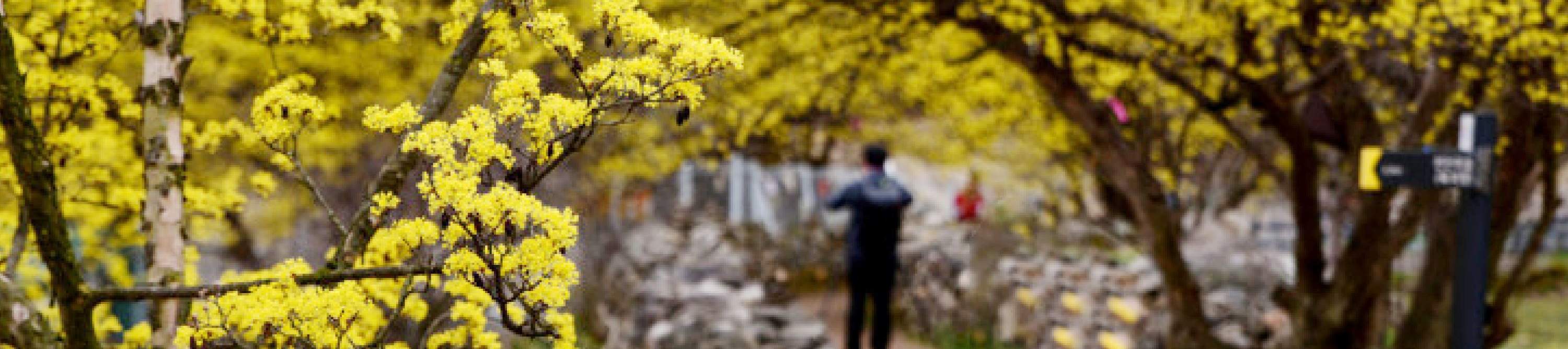 Cherry Blossom Suwon Hwaseong Fortress Tour from Seoul - Klook