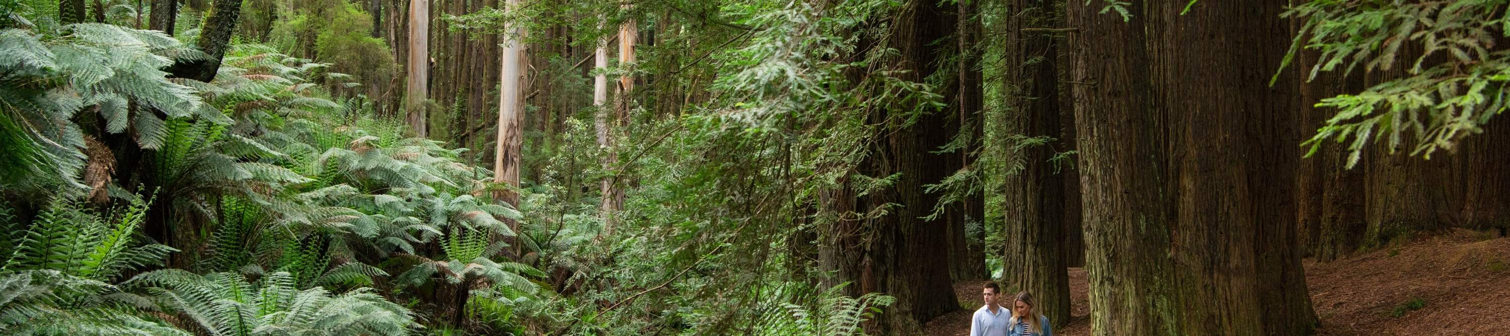 2 Day Great Ocean Road and Otway Forest Tour from Melbourne - Klook ...