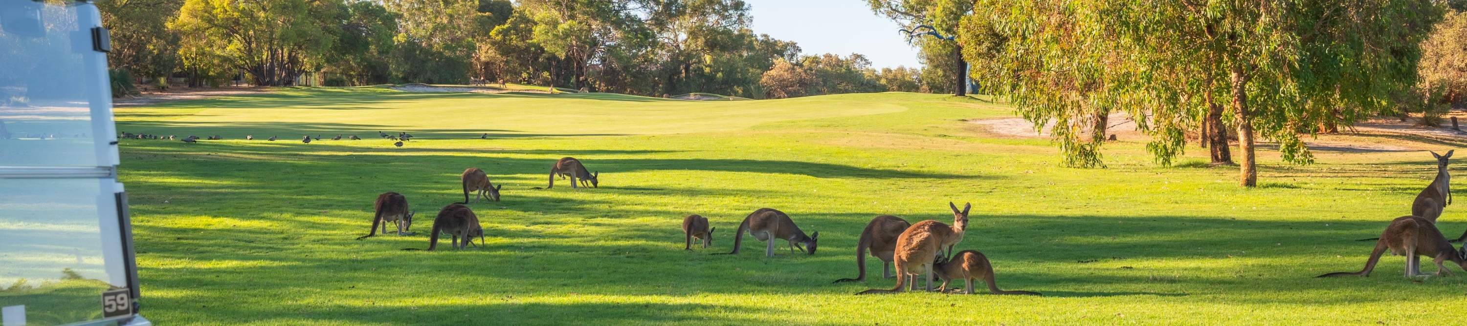 Kangaroo Safari & Mini-Golf in the Swan Valley - Klook Kangaroo Safari & Mini-Golf in the Swan Valley - Klook