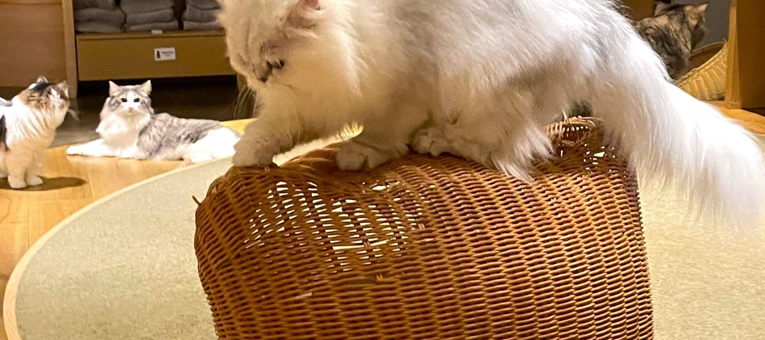 Cherry Blossom & Gotokuji Cat Temple, Shinjuku Cat Cafe, 3D Cat Tour ...