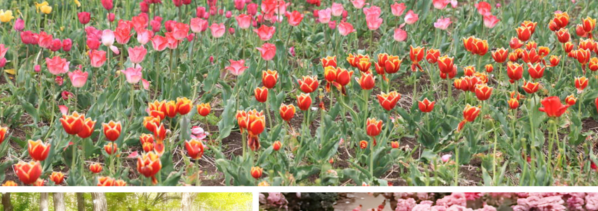 Jeonju Hanok Village & Seasonal Popular Attractions Day Tour - Klook