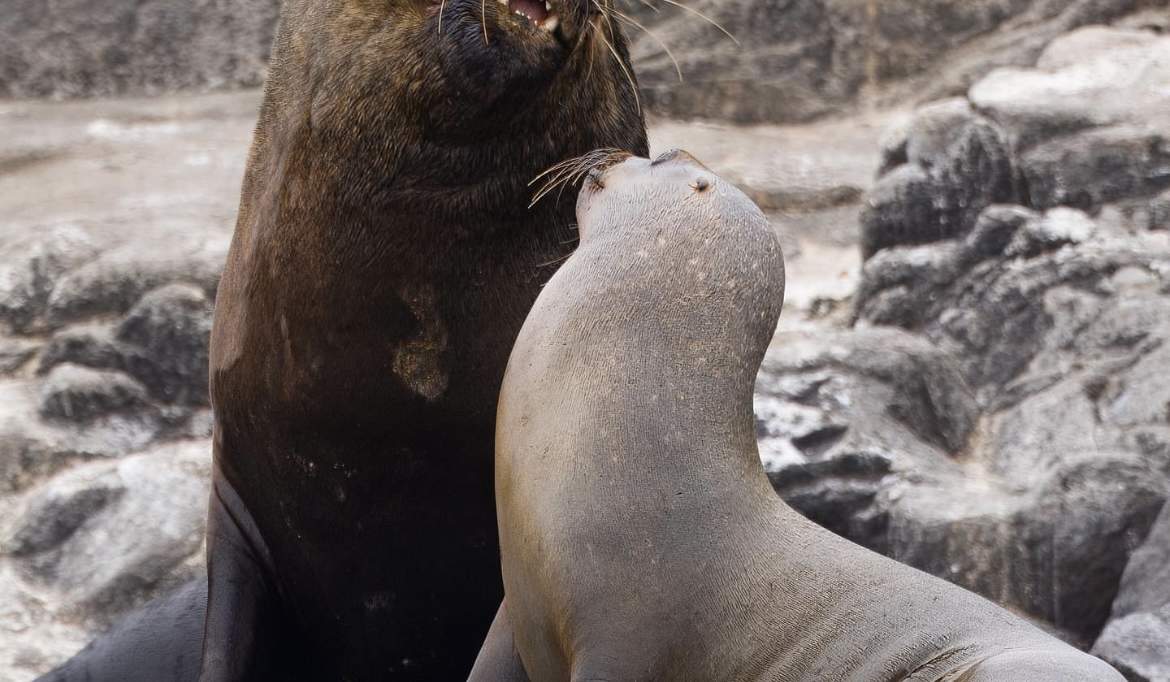 Experience Palomino Islands Swimming with Sea Lions from Lima - Klook India