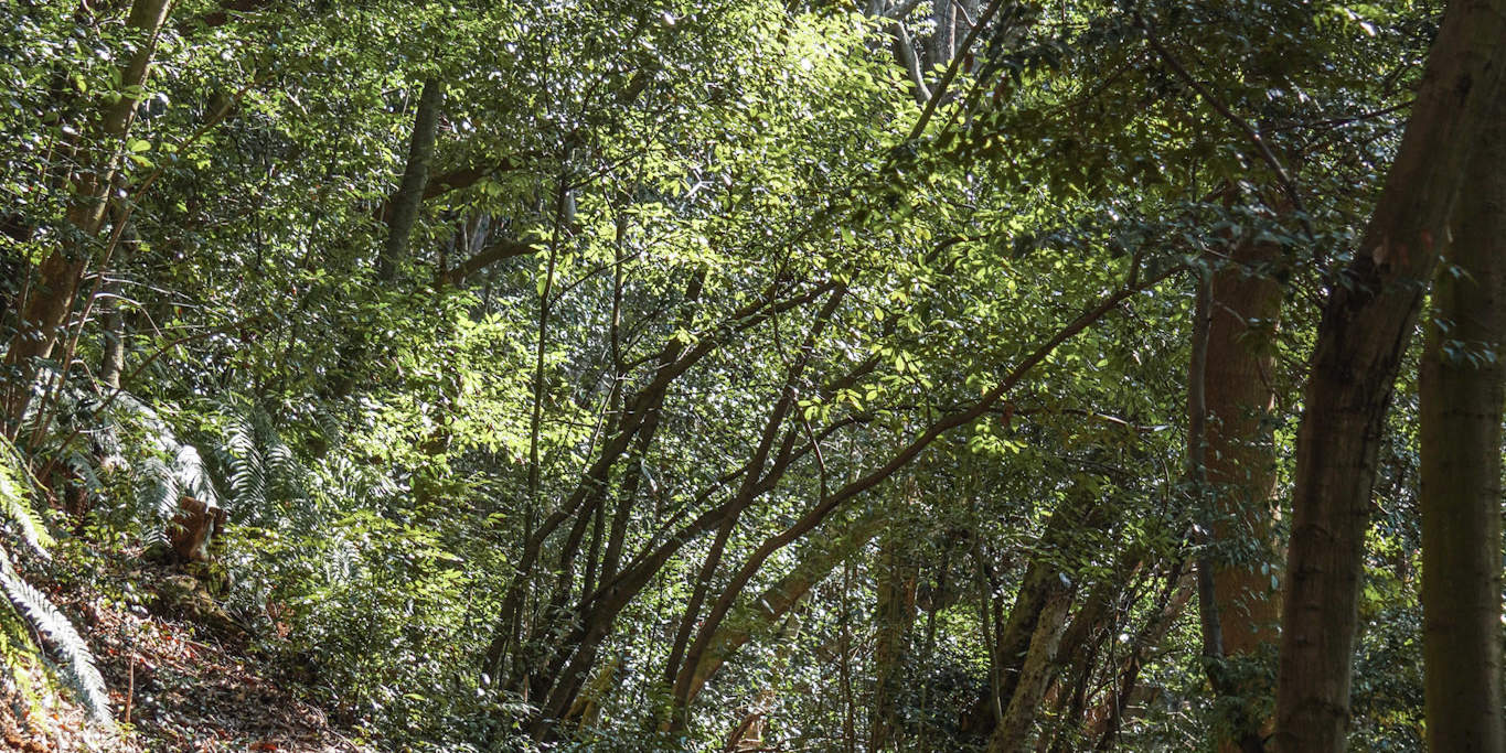 Kyoto from Above: Hike Mt. Amida with Kiyomizu Views - Klook Philippines