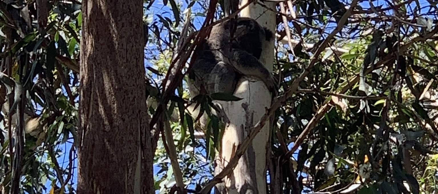 Port Stephens Guided Tour with Dolphin Cruise, Koalas & Sandboard ...