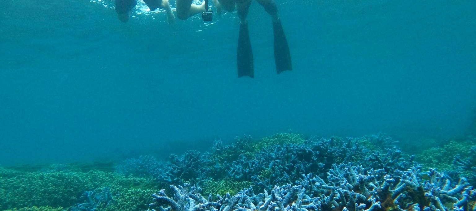 Penghu Snorkeling: South Penghu Marine National Park - Lavender Forest ...