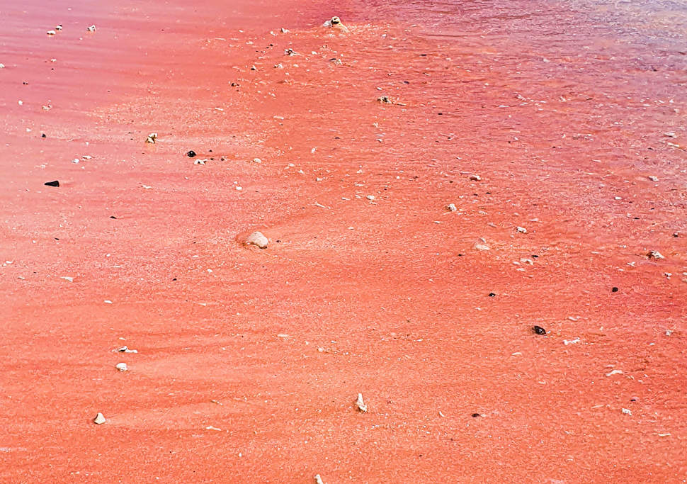 Red Whale Speedboat Full Day Tour from Labuan Bajo - Klook