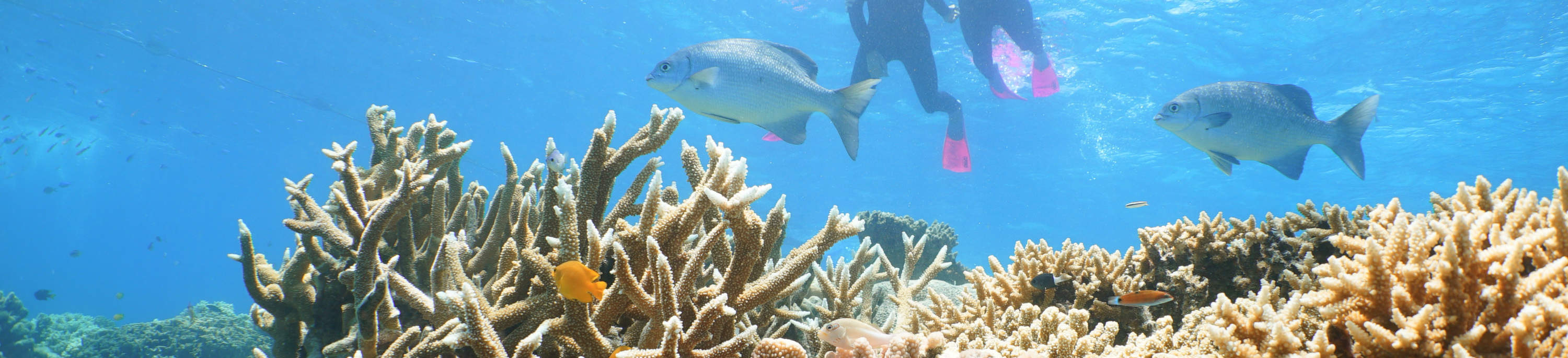 Outer Barrier Reef from Port Douglas - Klook