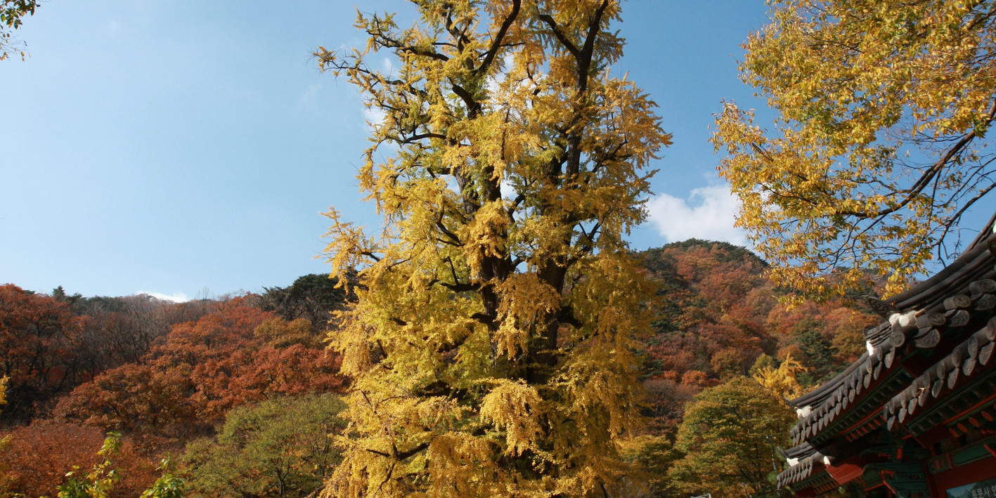 Mt. Seorak & The Tallest Ginko Tree at Yongmunsa - Klook Singapore