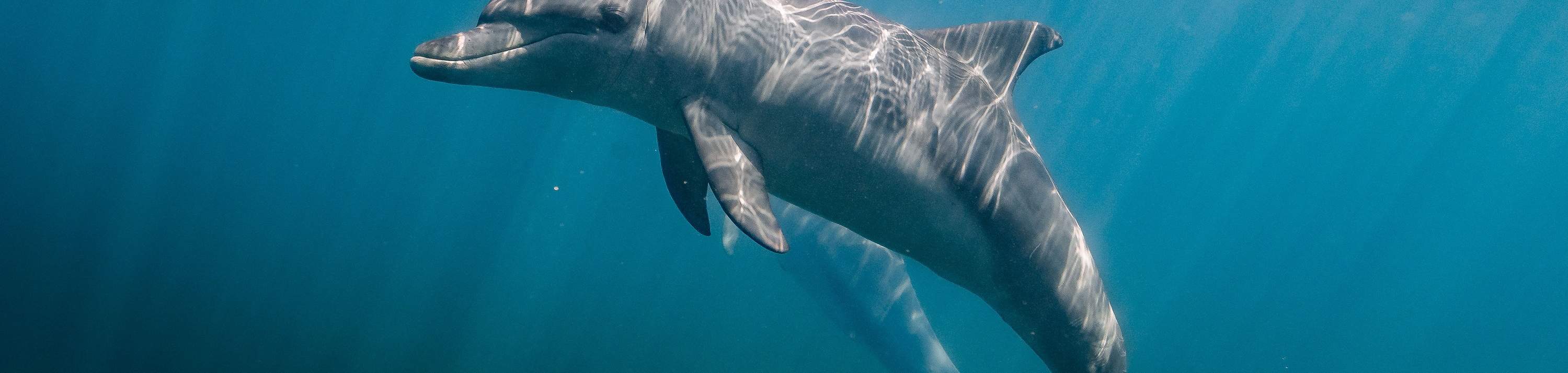 Dolphin House Reef Snorkeling Sea Trip With Transfer - Marsa Alam ...