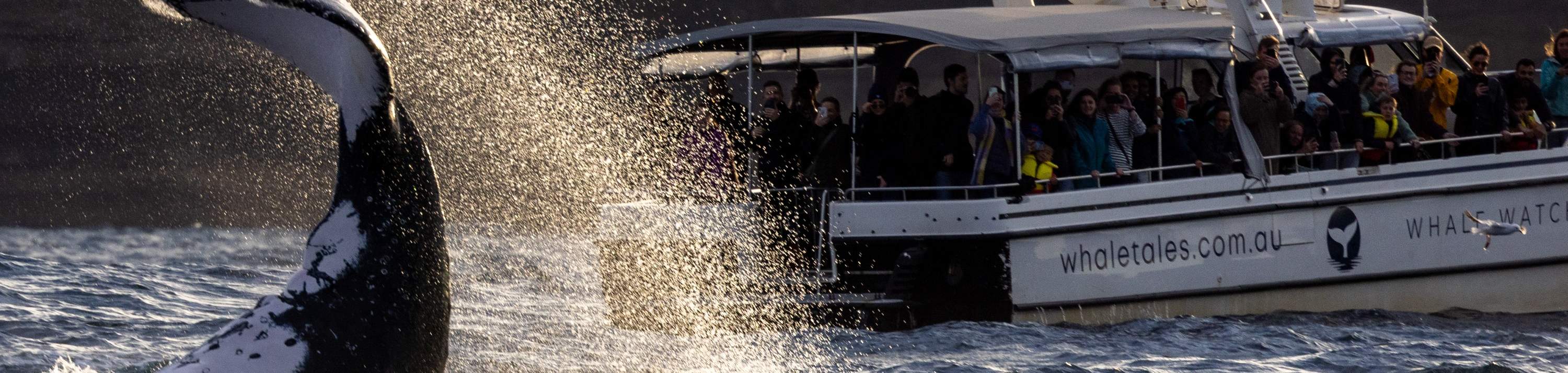 2-Hour Ocean Whale Watching Experience from Barangaroo - Klook Hong Kong