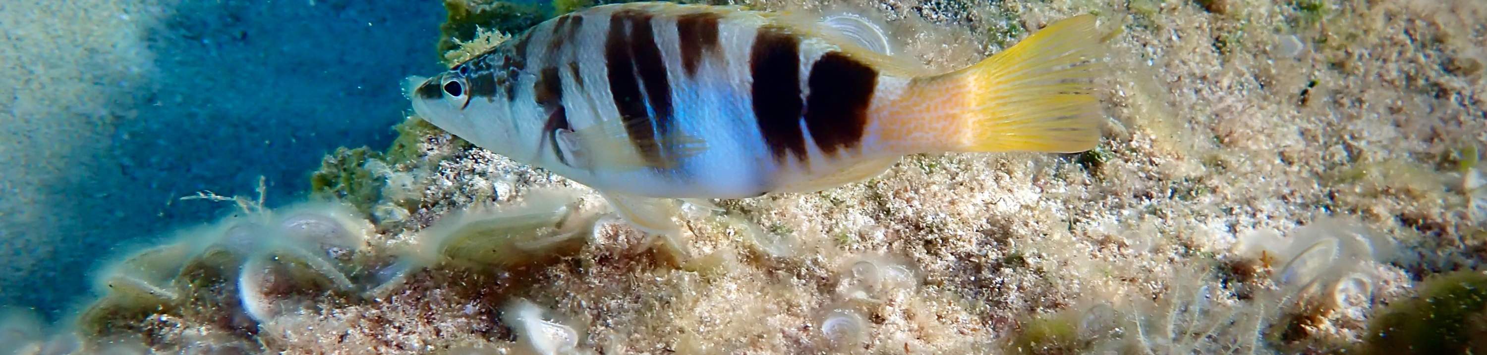 Ekspedisi Snorkeling di atas Bot Bertenaga Suria - Klook Amerika Syarikat