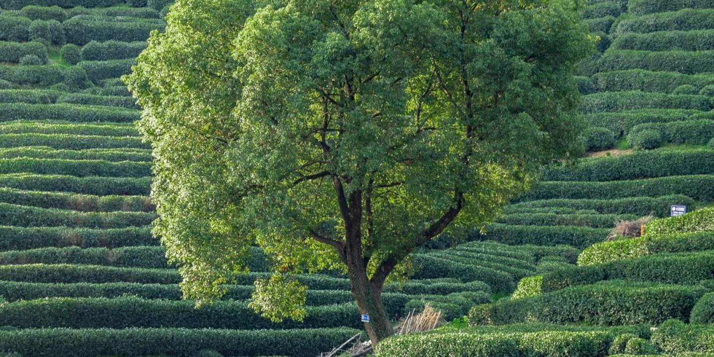 Hangzhou Shililangdang Classic One-Day Hiking Tour: Nine Creeks and ...