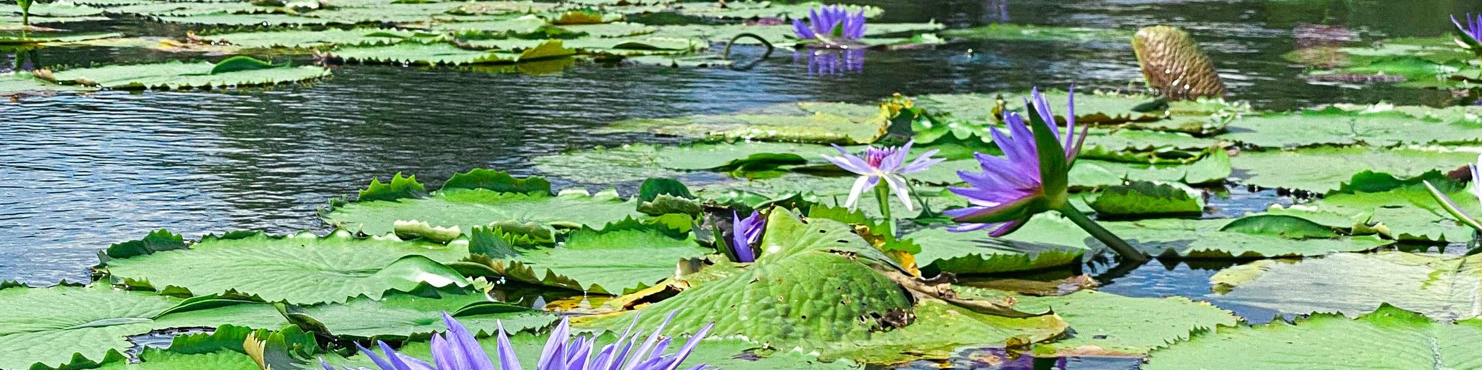 Rayong Aquarium and Suan Son Beach One Day Trip from Pattaya - Klook