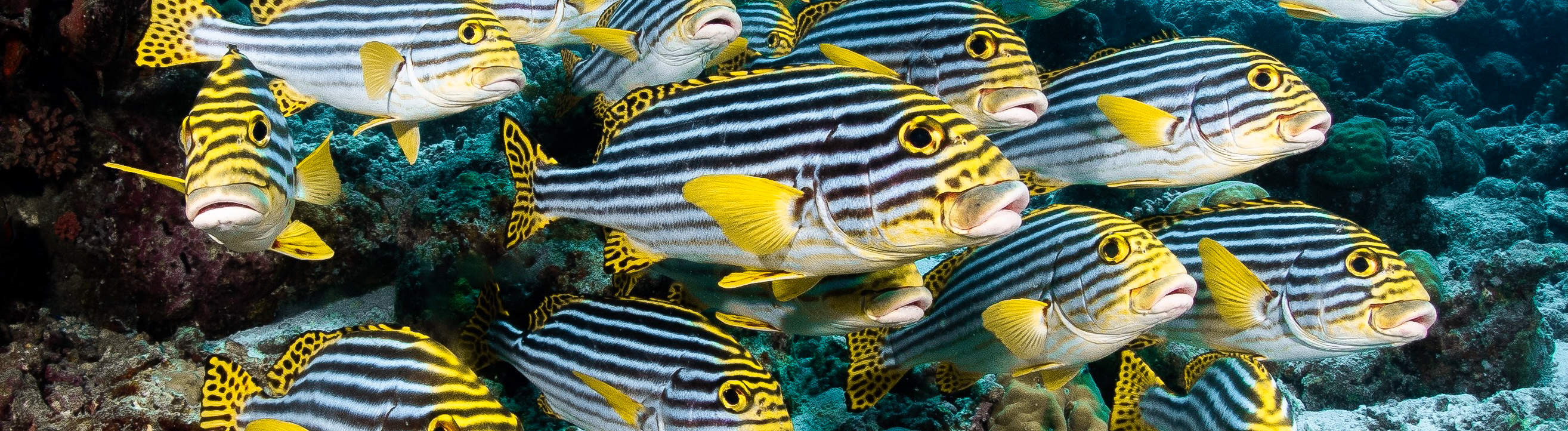 Dive into Bliss: Two Fun Dives in North Ari Atoll with PADI 5 Star Dive ...