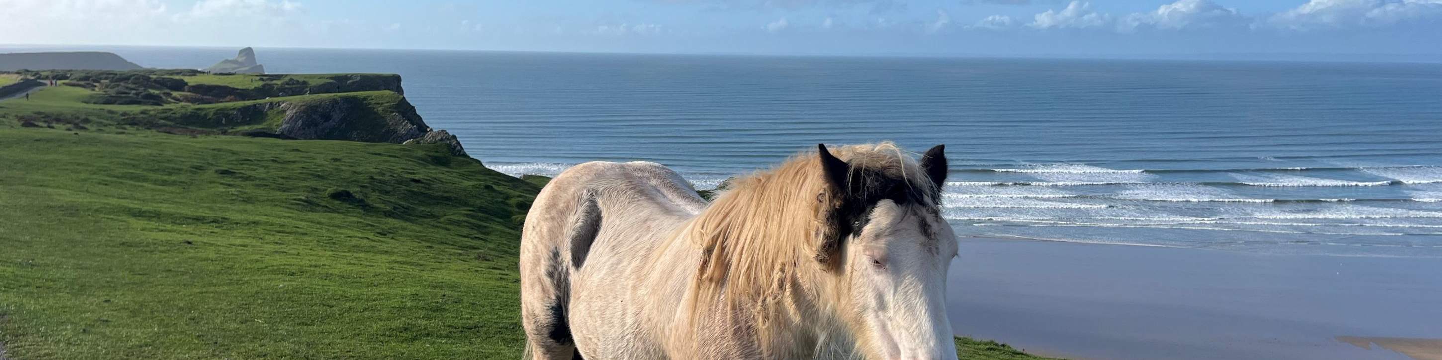 Cardiff: Gower Peninsula's Cliffs & Bays Scenic Day Tour - Klook United ...