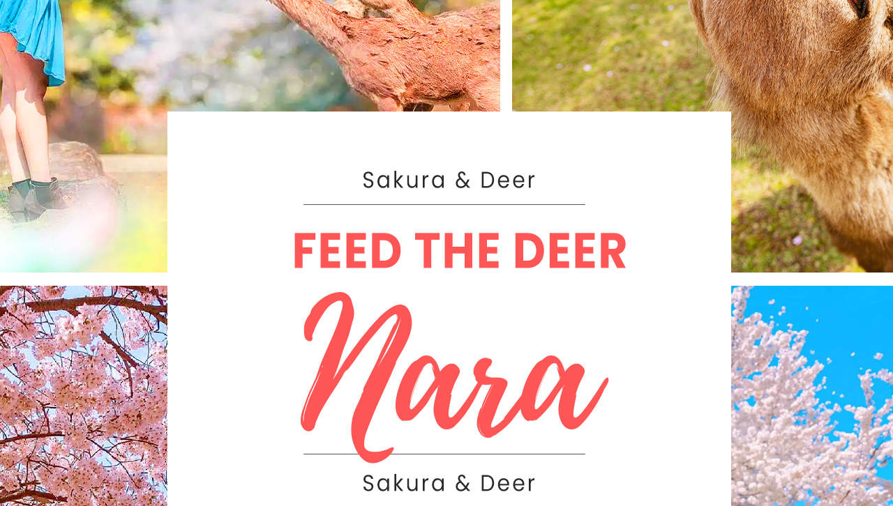 Nara Park & Todai-ji Temple & Mount Yoshino Cherry Blossom Viewing Day ...
