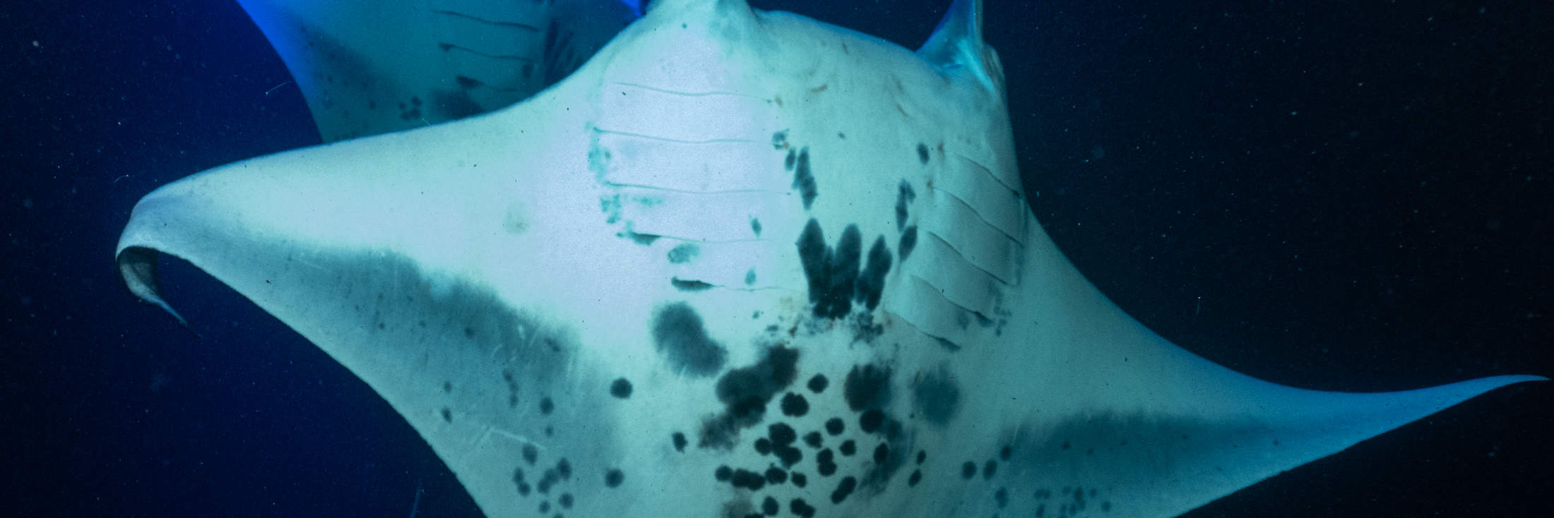 Manta Ray Night Snorkel, Experience of a Lifetime - Klook