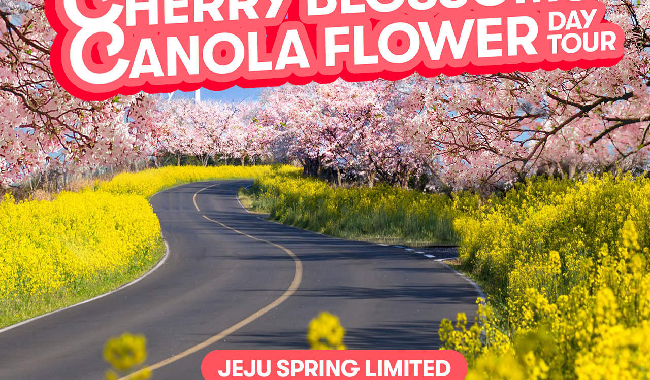 Jeju Canola Flower & Cherry Blossom Private Day Tour (By Wondertrip ...
