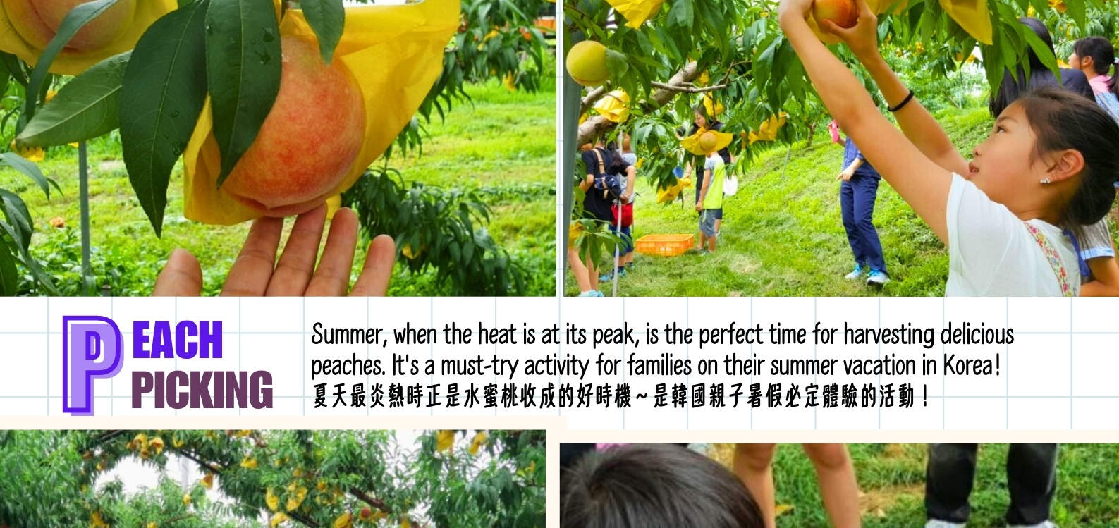 Alpaca Pasture, Strawberry Picking, and Sledding Day Trip from Seoul, South Korea - Klook ...