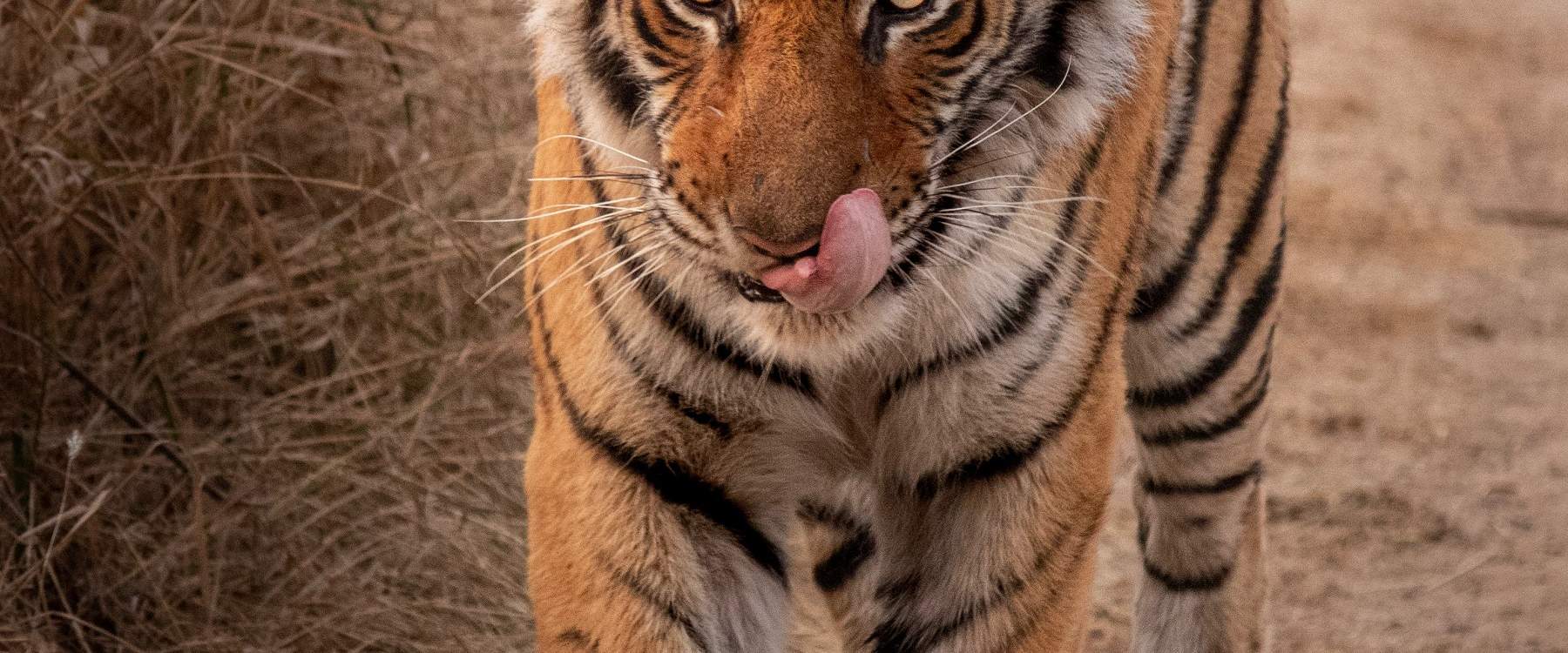 Temples To Tigers : Full-Day Khajuraho and Tiger Safari Excursion ...