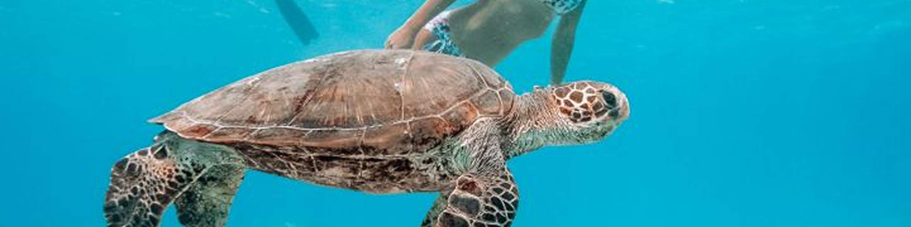 Waikiki Turtle Canyon Snorkeling Tour - Klook