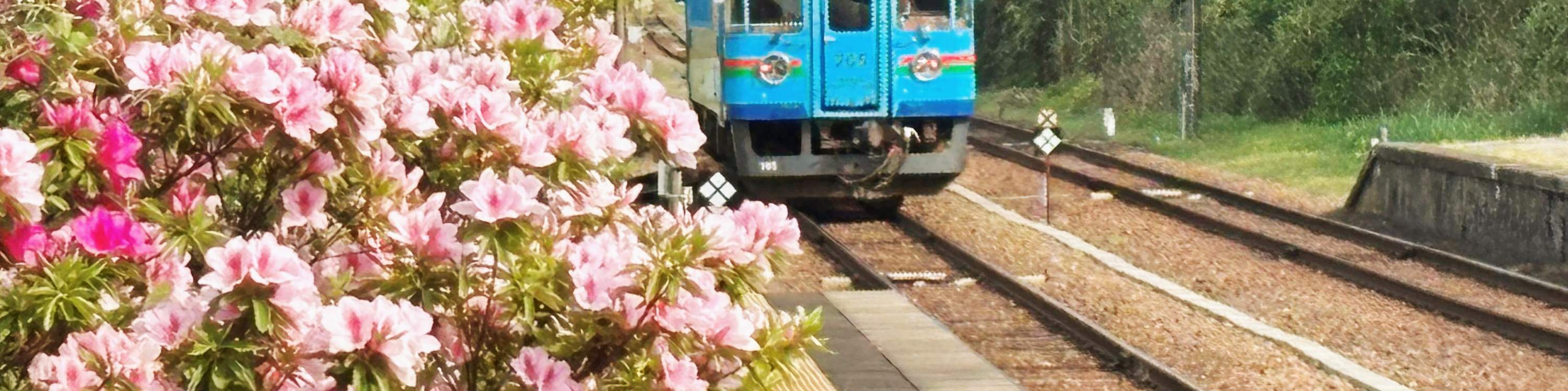 Kyoto: Tango Railway Sea Train & Amanohashidate & Ine Boathouse Cruise ...