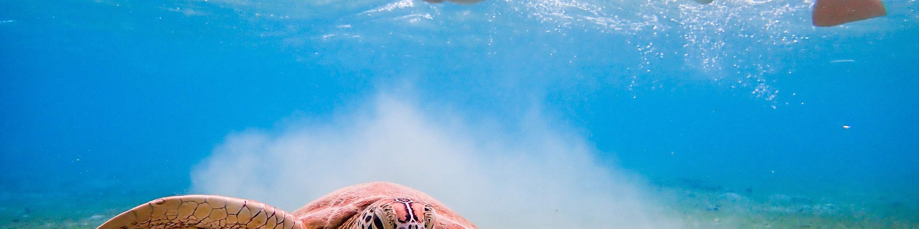 Online reservation for sea turtle snorkeling and starry sky night photo ...