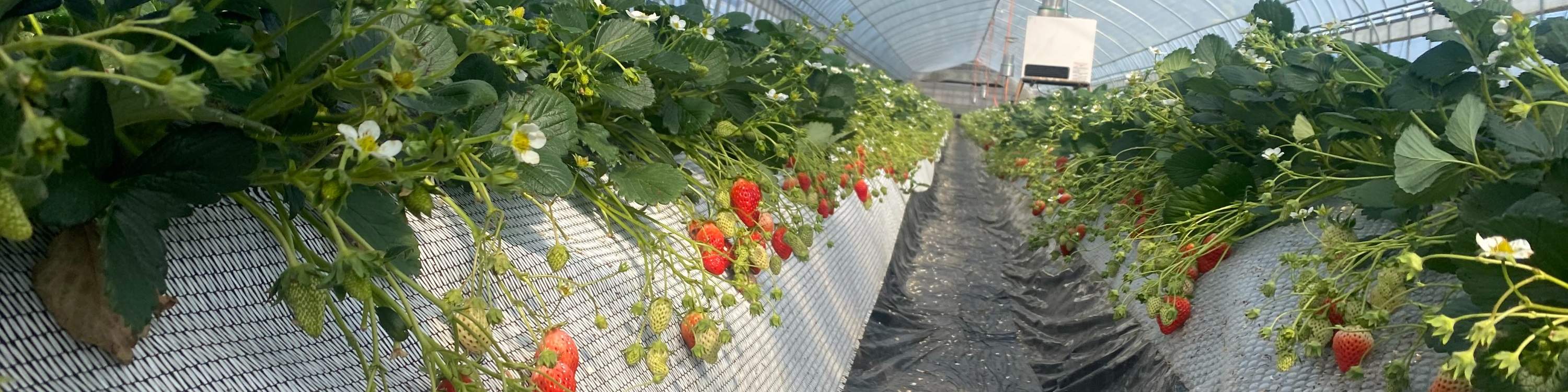 All-you-can-pick and eat organic strawberries (Yamanashi) - Klook ...