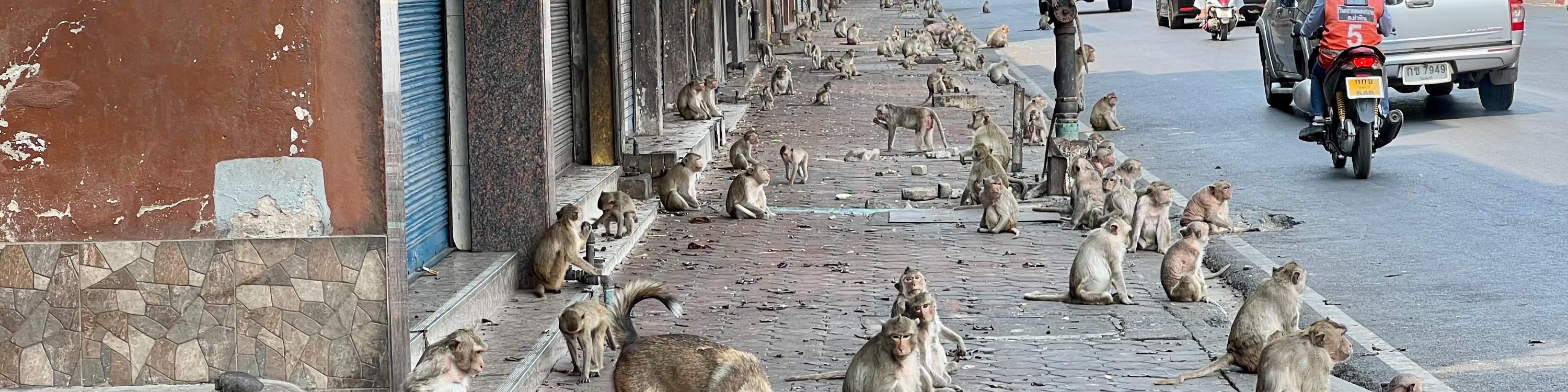 Group Lopburi Tour From Bangkok With Monkey & Cave Temple & Ig Cafe in ...