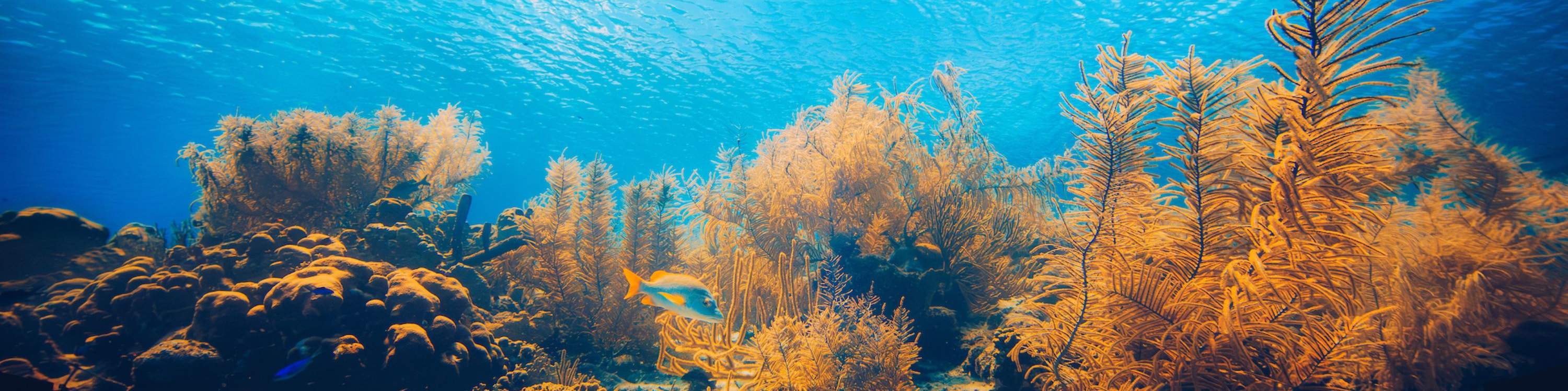 The Wizard of Oz at Sphere Ticket - Klook United States