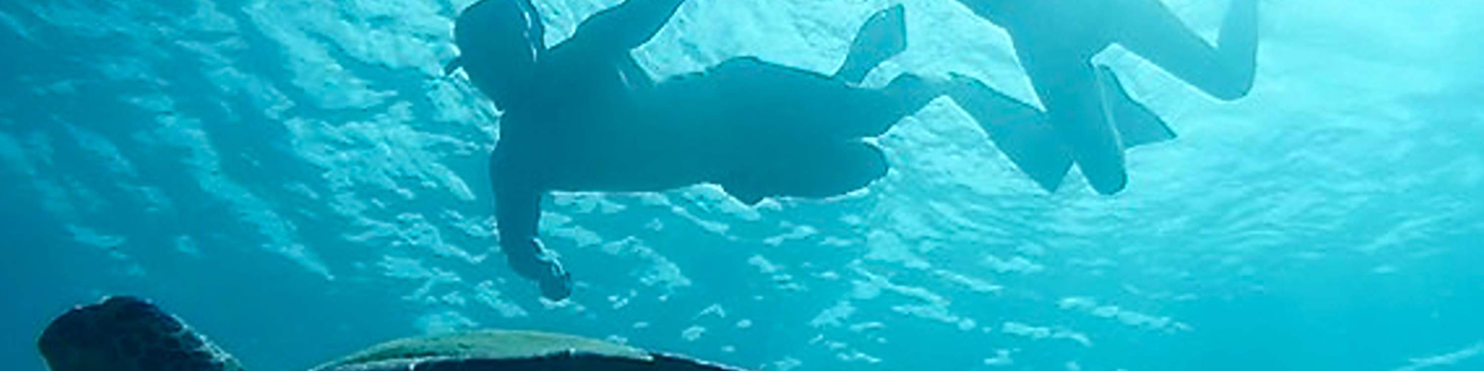 Waikiki Turtle Canyon Snorkeling Tour - Klook Singapore
