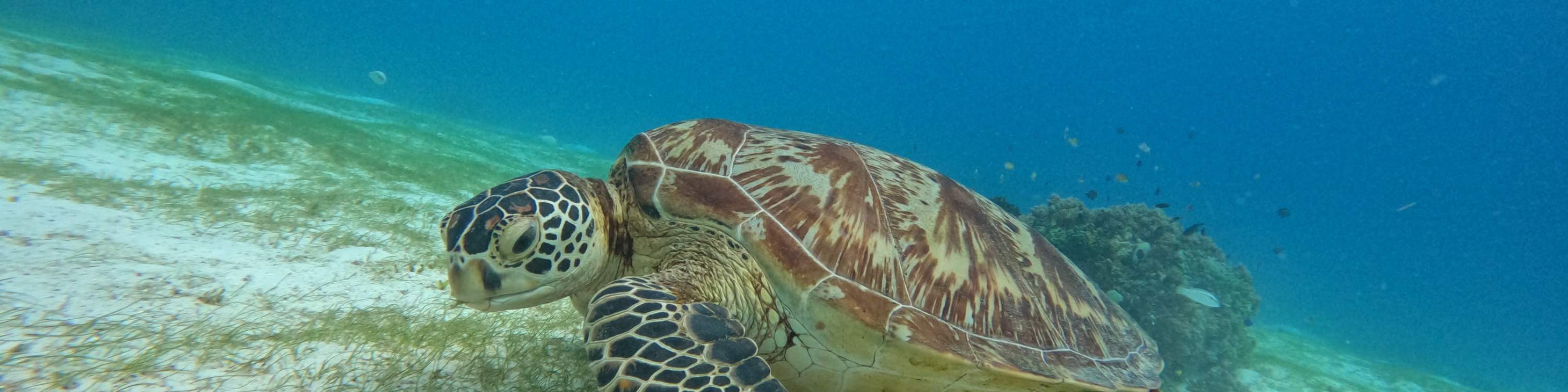 Experience Dolphin Watching, Island Hopping, and Snorkeling with Fish ...