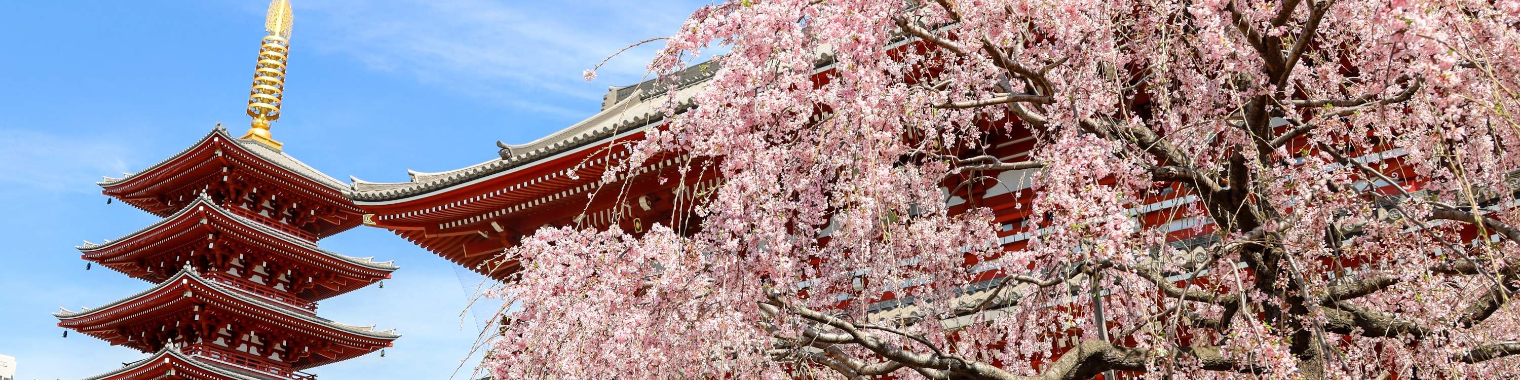 Tokyo Amazing Sightseeing Bus Day Tour - Klook