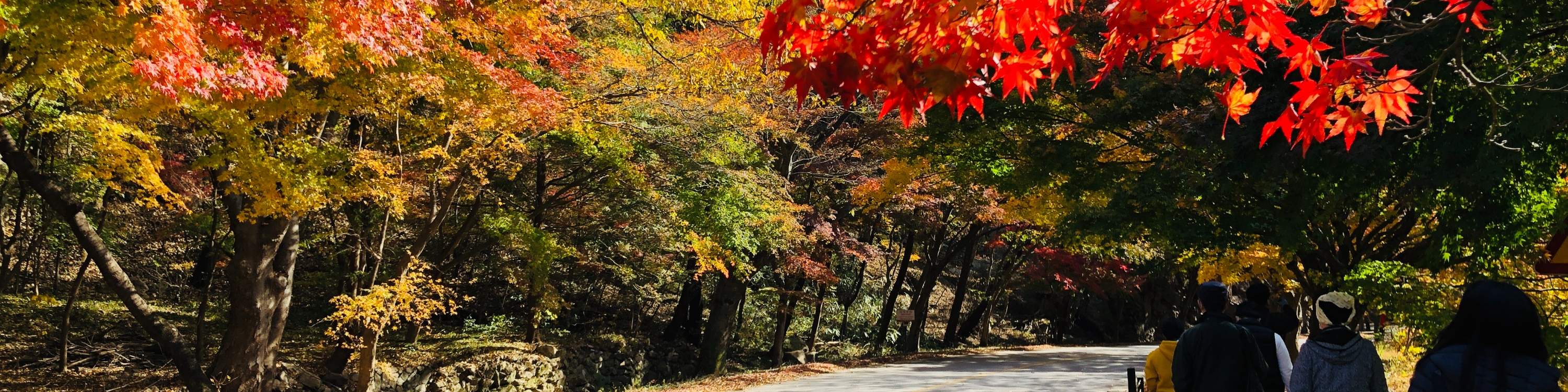 Naejangsan National Park & Jeonju Hanok Village One Day Tour from Seoul ...