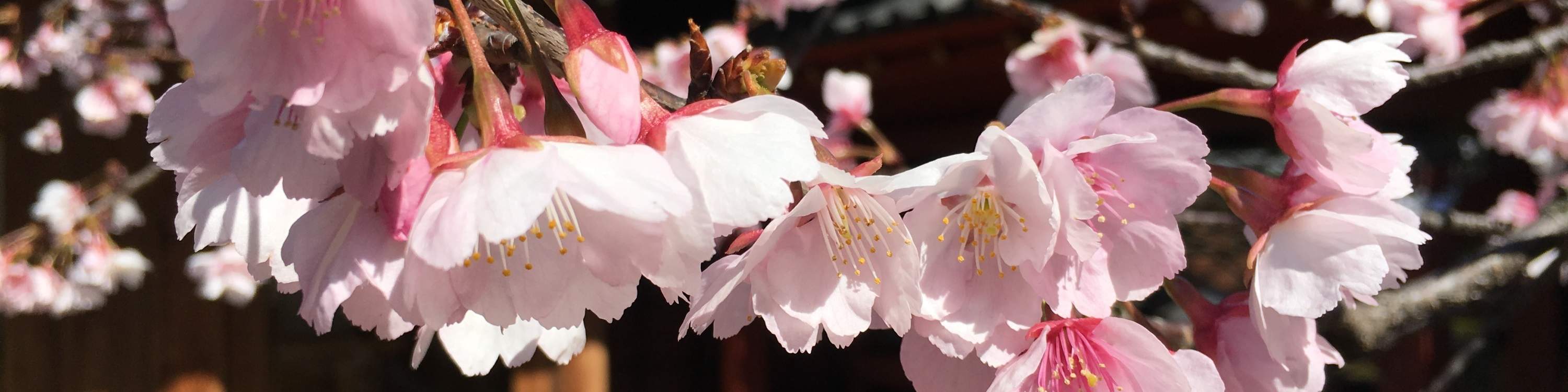 Street Food dan Cherry Blossom Viewing dan Tokyo Sertai Lawatan ...