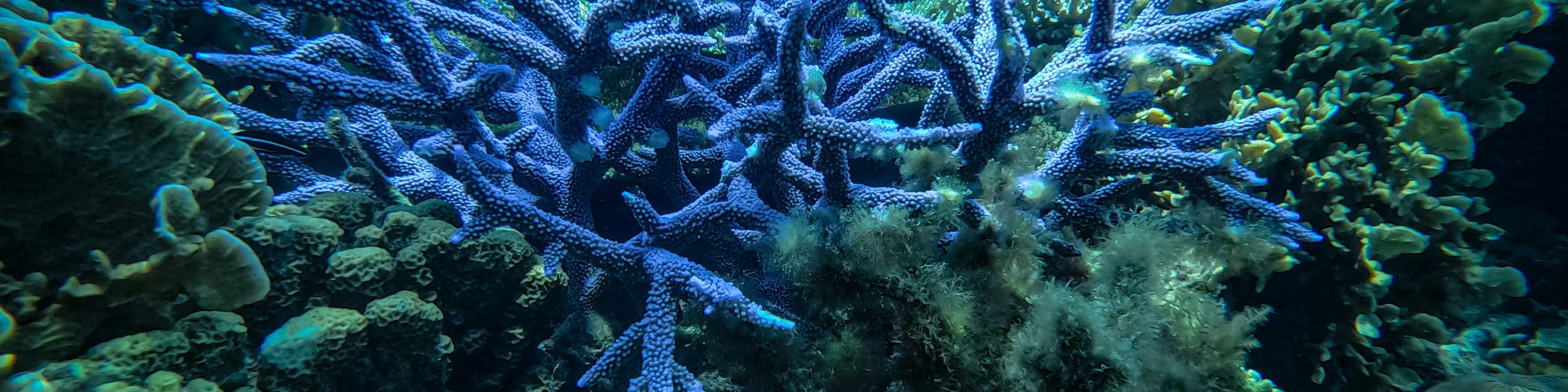 Mengalum Island and Snorkeling Day Tour, Sabah, Malaysia - Klook Malaysia