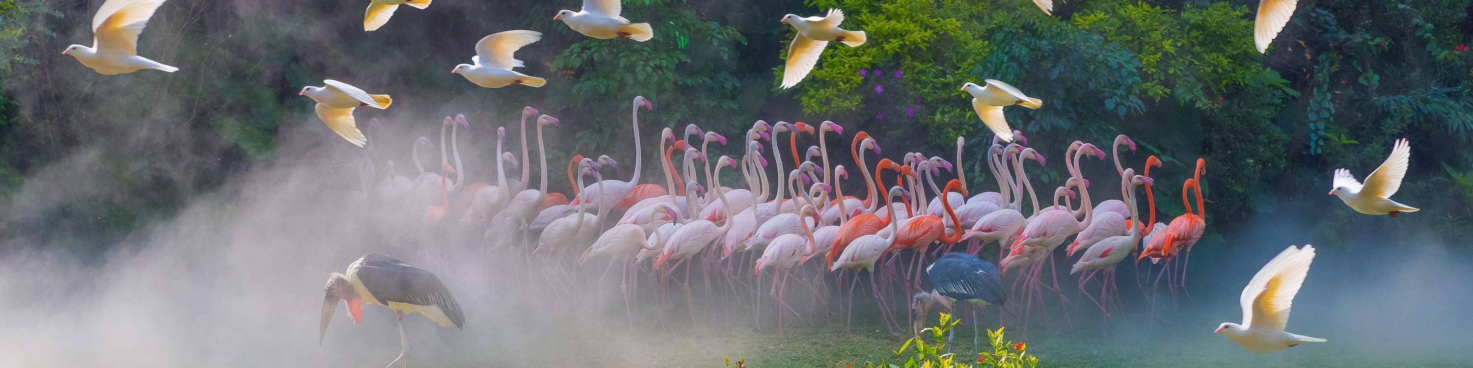 Chimelong Bird Park Guangzhou - Klook Singapore