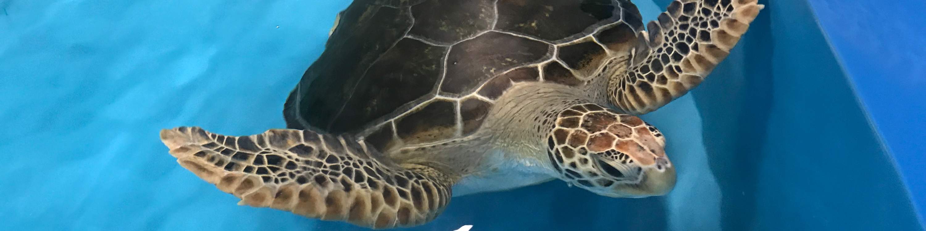 凯恩斯水族馆和城市观光旅游 Klook客路