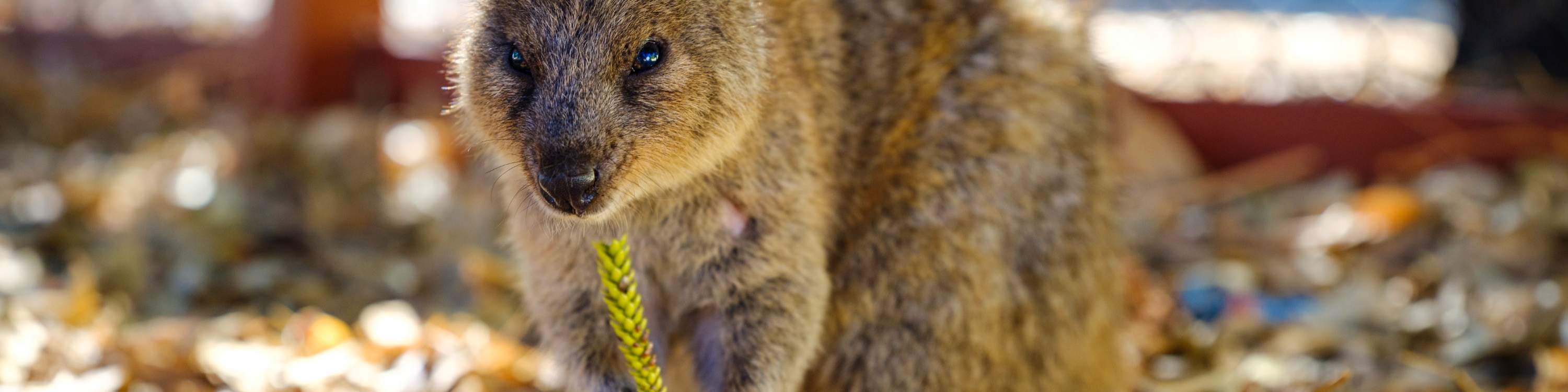 Perth, Fremantle, Rottnest Island & Swan River Tour - Klook