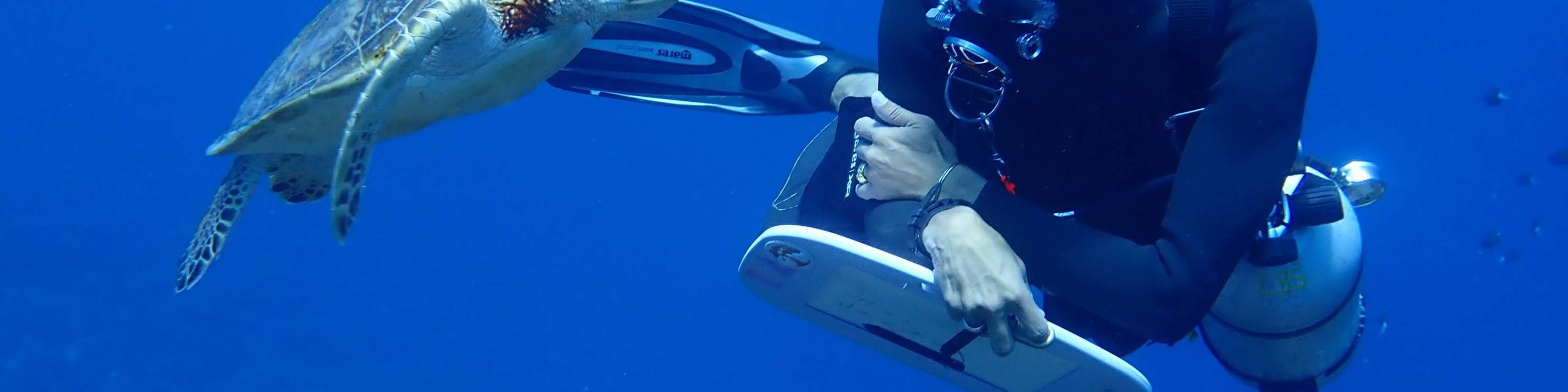 Online reservation for Sea Turtle Snorkeling & Premium Snorkeling ...