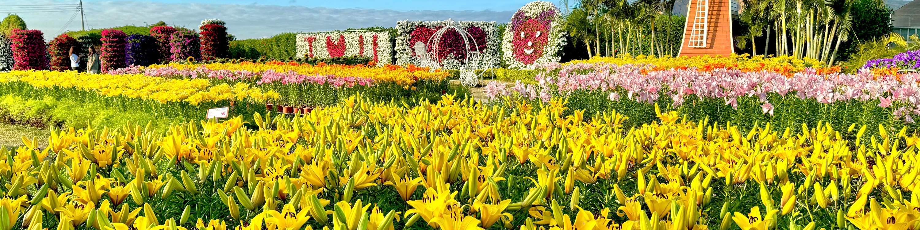 Taichung: Zhongshe Flower Market & Gaomei Wetland & Miyahara Eye Clinic ...