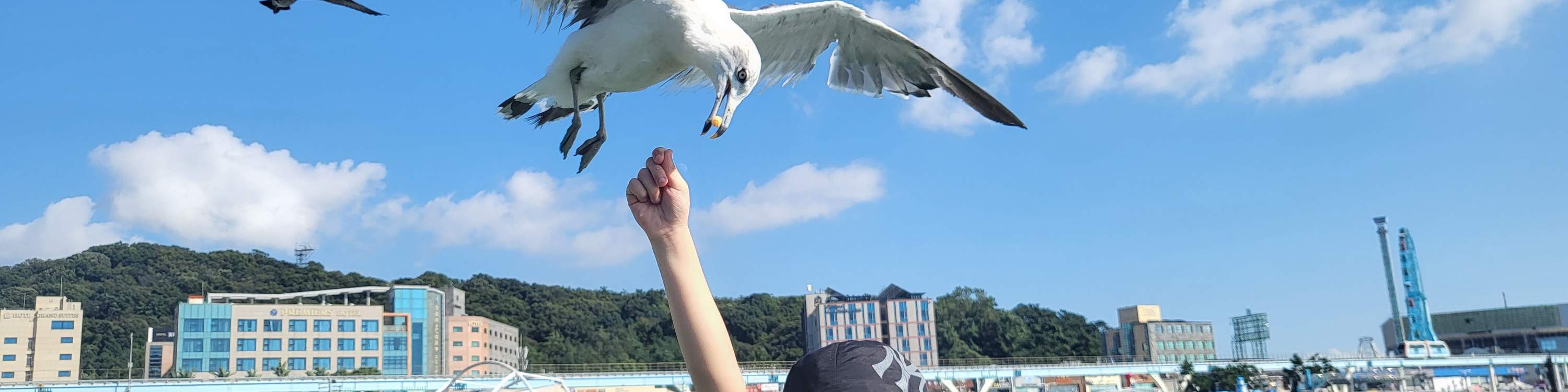 Rail Bike & Gwangmyeong Cave & Seagull Feeding & Chinatown & Fairy Tale ...