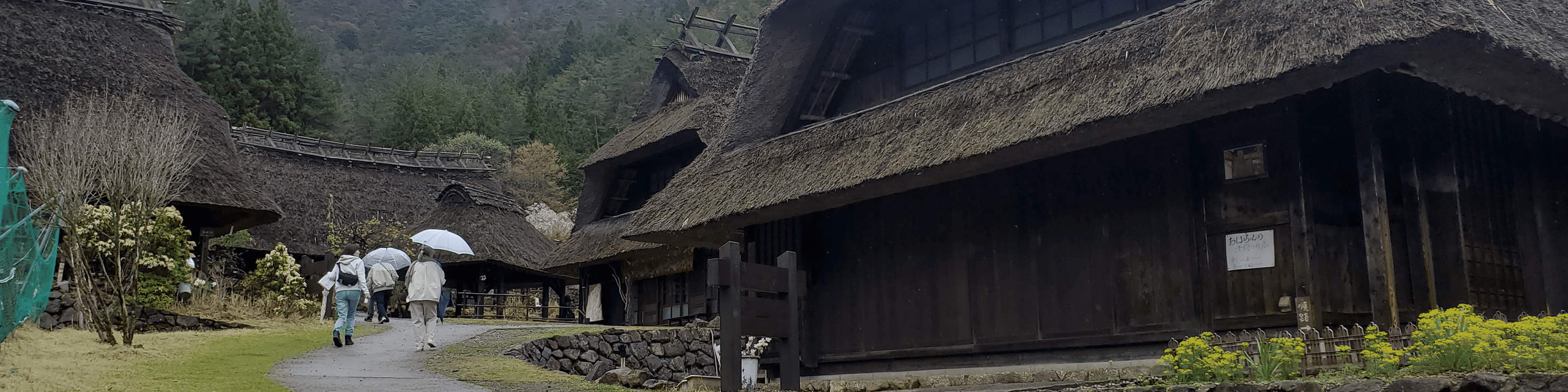 1-Day Mt. Fuji Shibazakura Tour 2025 from Shinjuku - Klook United States
