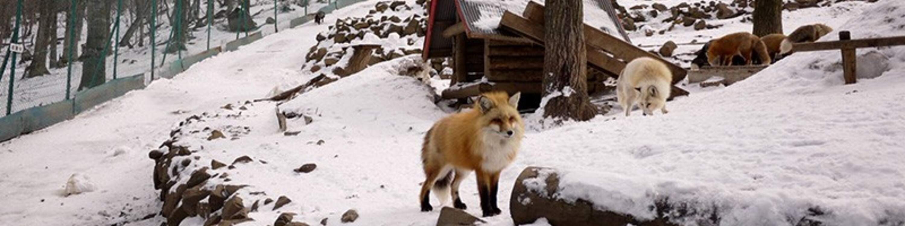 Snowy Zao Fox Village & Zao Onsen Day Tour from Sendai - Klook New Zealand