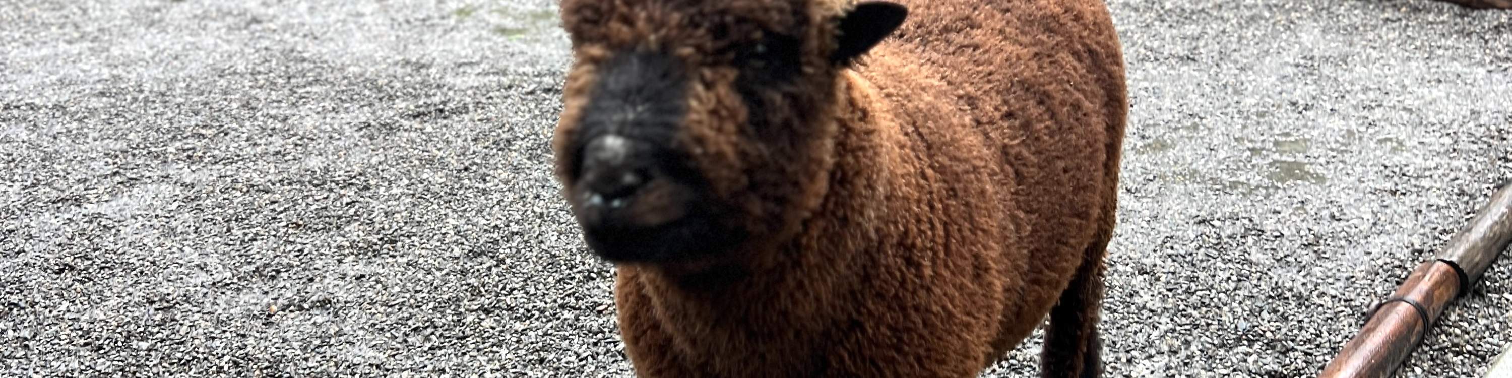 Yilan｜Guishan Island Milk Sea & Zhangmei Grandma Farm/Kamalan Whiskey ...